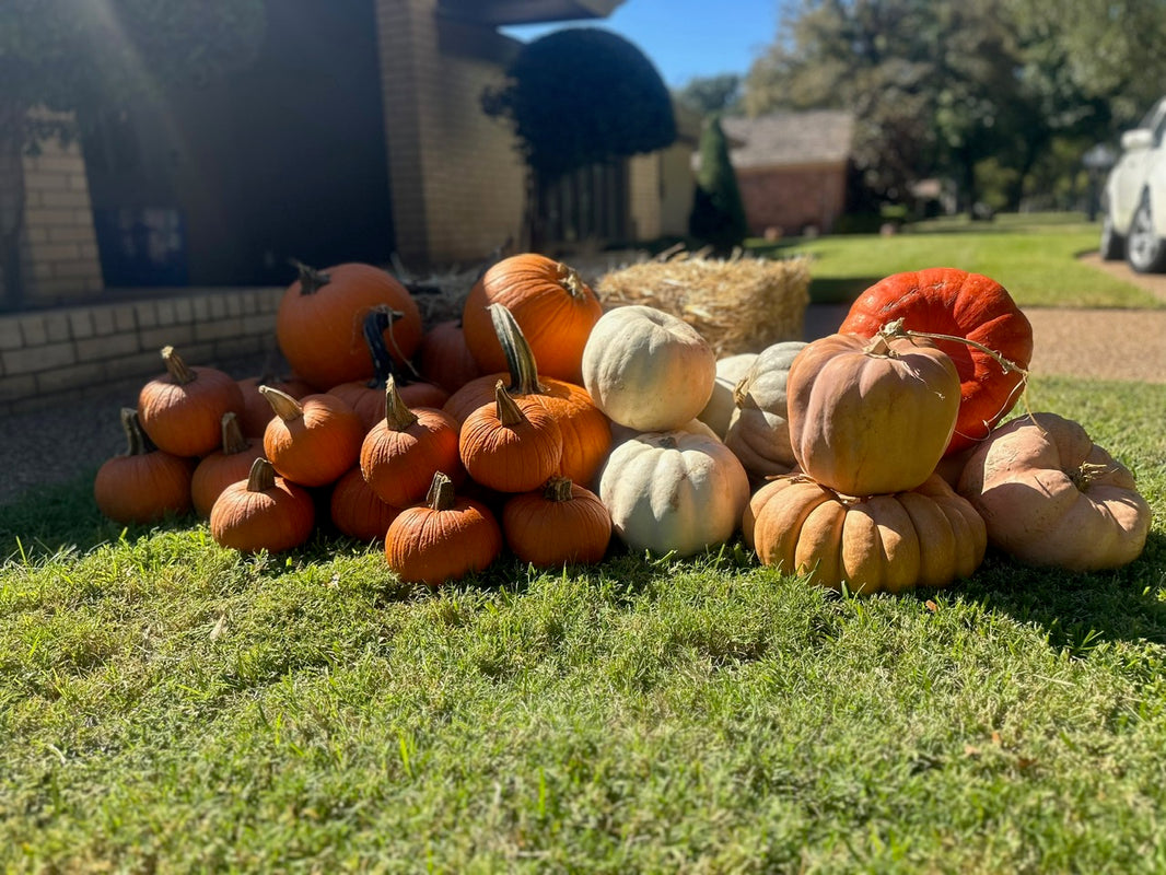 Pumpkin Packages & Add-Ons – Patch The Porch